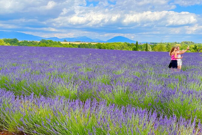 Full Day Tour in the Lavenders of Valensole or Sault - Scenic Return to Avignon