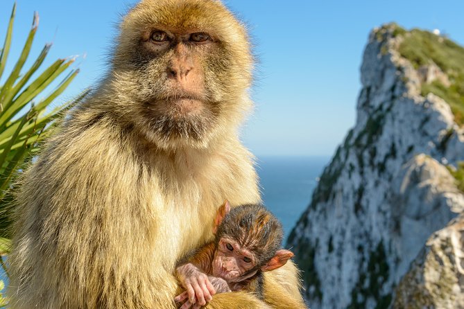 Gibraltar Inside Out Intermediate Tour 3.30hrs