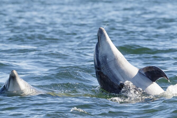 Guided Dolphin Watching in the Arrábida Natural Park