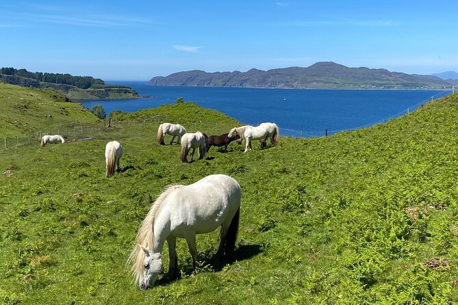 Guided Hebridean Farm Hike near Tobermory, Isle of Mull, Scotland - The Experience’s Value: How It Adds Up