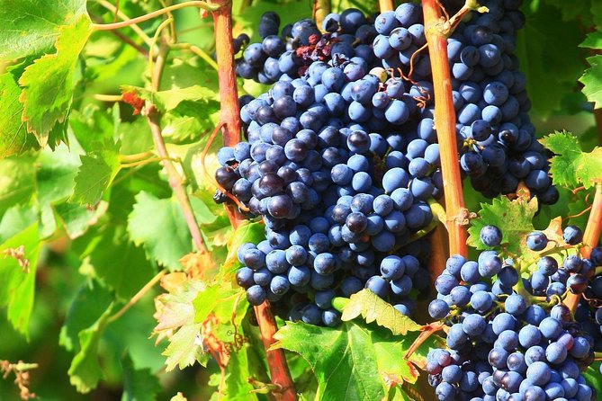 Half Day Great Vineyard Tour from Avignon - Detailed Breakdown of the Experience