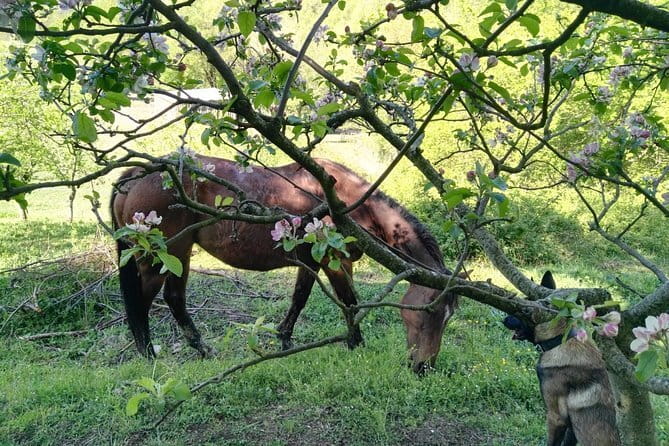 Horse ride in the Mugello (transfer from / to Florence) and Tuscan aperitif - The Practical Details: Whats Included and What Matters
