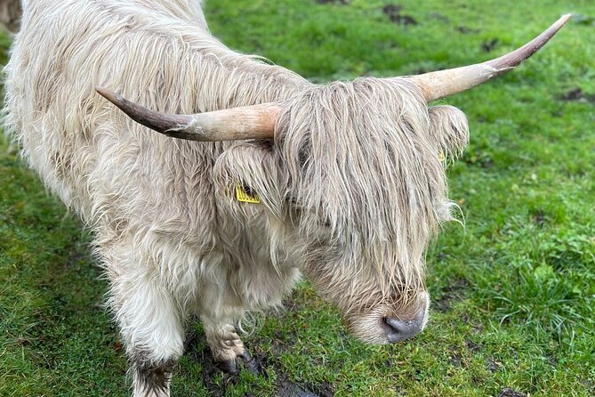 Isle Of Skye Tour Including Fairy Glen Quiraing and Kilt rock - Analyzing the Value