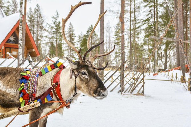 Lapland Reindeer Safari from Rovaniemi - The Reindeer Sled Ride: A Snowy Fairy Tale