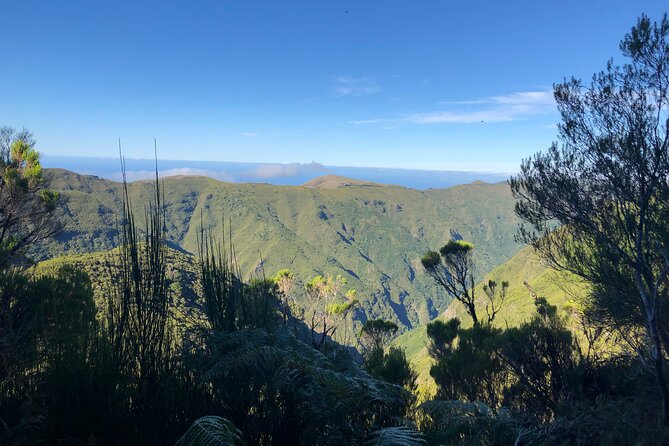 Madeira: Private Guided Walk Vereda Fanal PR13 - The Trail and Whats Special About It