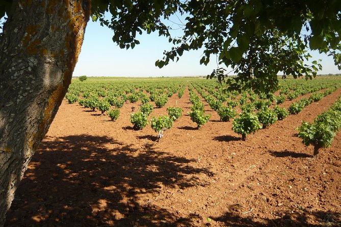 Madrid Countryside Wineries Guided Tour with Wine Tasting