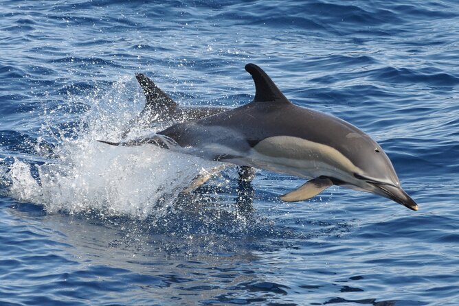 Morro Jable: 2 Hours Magic Dolphin & Whale watching with Drinks & Swim Stop.