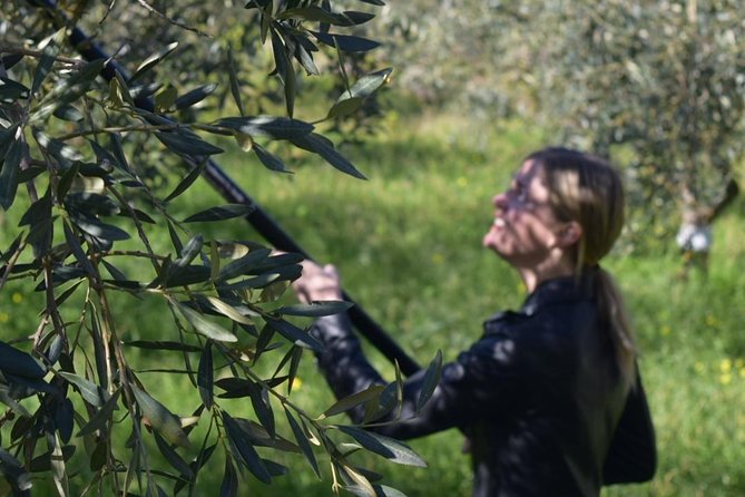 Olive Oil Experience - Exploring the Itinerary: What You Can Expect