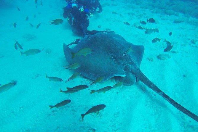 PADI Scuba Diving Courses in Tenerife: All Specialities Until Divemaster - An In-Depth Look at the Tenerife PADI Scuba Courses