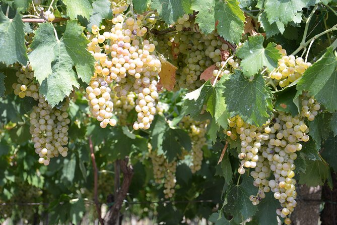 Pagus Wine Tours® - Soave and Amarone - Half day wine tour - The Itinerary in Detail