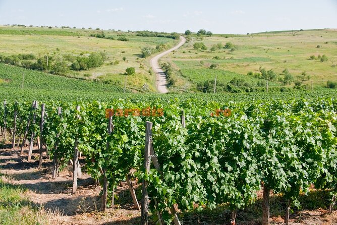 Prahova Salt Mine & Wine Tasting - Private day tour from Bucharest - What Makes This Tour Stand Out?