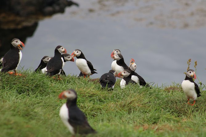 Premium Small-Group Puffin & Bird Watching tour from Reykjavík - Final Thoughts