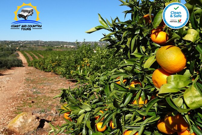 Private Jeep Safari Half-Day Tour - Authentic, Fun, and Educational