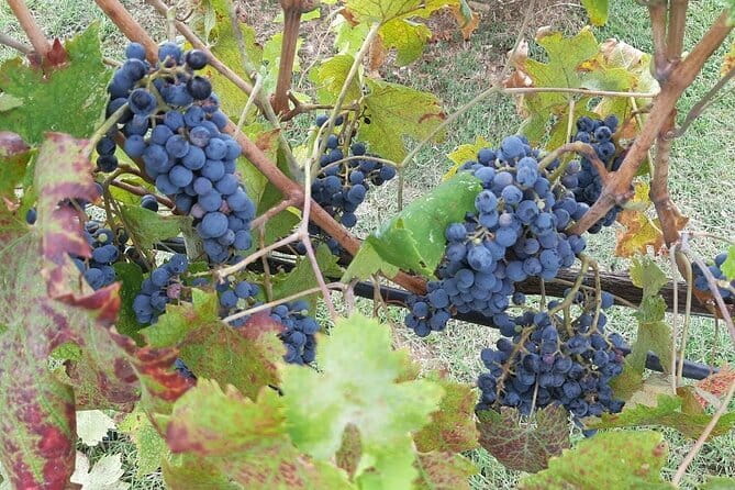 PRIVATE TOUR: Chianti Afternoon tour with visit to 2 wine farms - What Makes This Tour a Good Choice