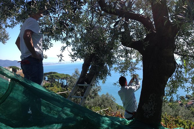 Private Vineyard Visit: Wine Tasting, Local Delicacies & Ceramics - Exploring the Experience Further