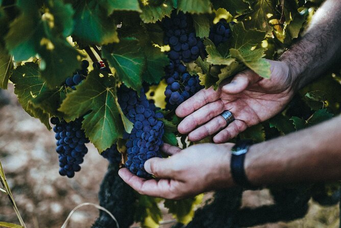 Provence Wine Tour - Private Day Tour from Antibes - What’s Included and What to Consider