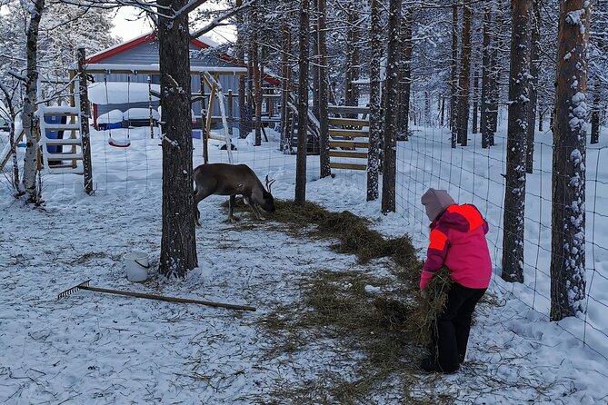REINDEER FEEDING - Join us for a unique moment with our reindeer - Authenticity and Value