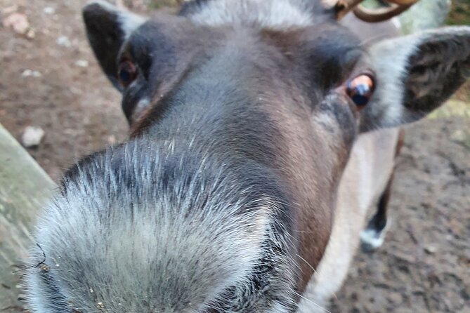 Reindeer Park Adventure - Reindeer Farm Experience