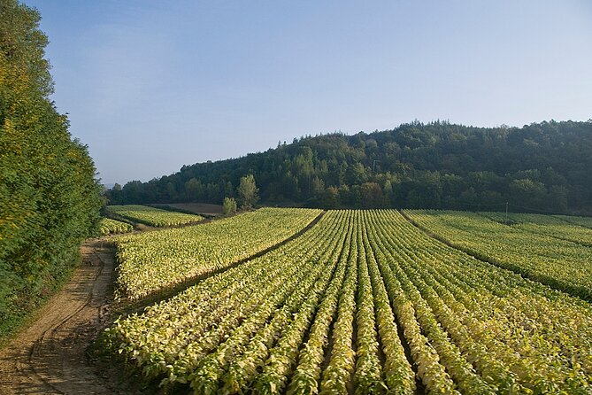 Rome Countryside Vineyards and Wine Tasting - Private Tour - The Value of a Private Tour