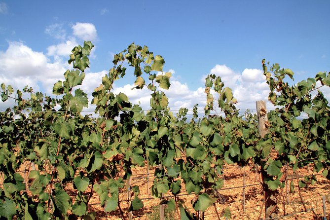 Sa Clasta Mallorca Wine Tours