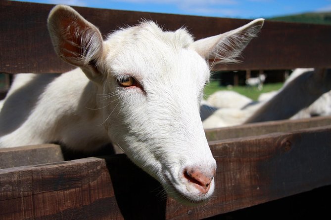 Sancerre & Pouilly-Fumé Wine Tour with Local Goats' Cheese and the River Loire