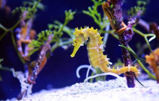 SEA LIFE London Aquarium Admission Ticket - The Highlights You Shouldn’t Miss