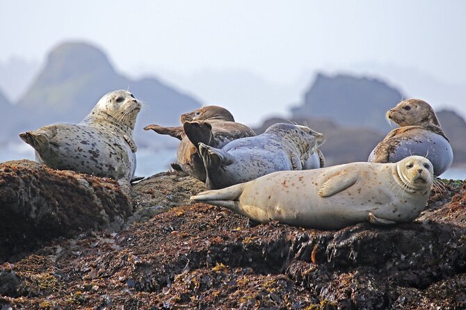 SEAL SAFARI in Savonlinna from Helsinki (private) - Who Should Consider This Tour?