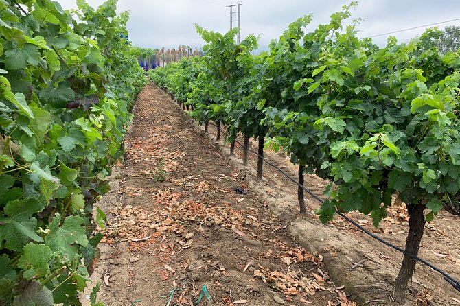 Setúbal Wine Tour with Visit and Tasting at 2 Wineries - Itinerary Breakdown: What Makes Each Stop Special