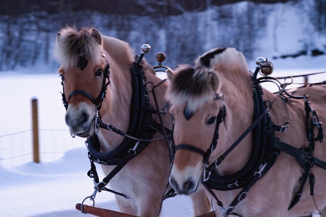 Sleigh Ride w/ Tapas Meal - Experience Arctic Farm Life