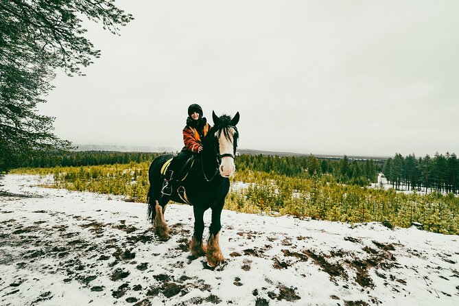 Small-Group Arctic Circle Horse Riding from Rovaniemi - The Ride and Itinerary