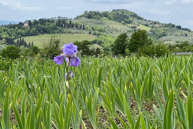 SMALL GROUP Chianti Tradition wine tour (max 8 pp) - Who Should Consider This Tour?