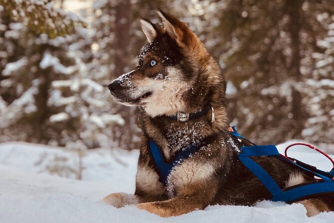 Small-Group Husky Mushing Experience in Rovaniemi - Why This Tour Is a Great Value