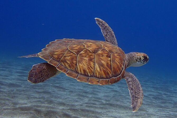 Small Group Snorkeling in Abades Bay with Licensed Guide - Detailed Breakdown of the Experience