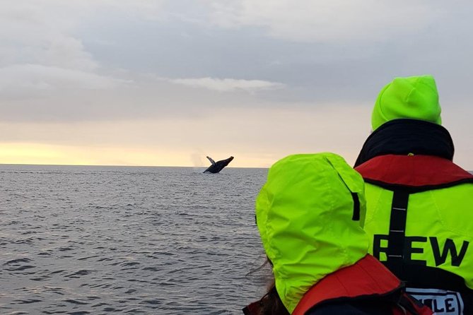 Small-group Whale Watching in the Midnight Sun from Reykjavík - Wildlife Viewing: Whales, Dolphins, and Puffins