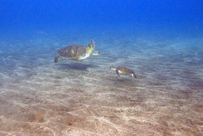 Snorkeling excursion in the Rayas and Turtles Zone - The Value of Small Groups and Flexible Departure Points