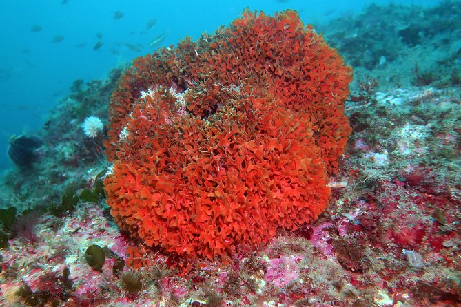 Snorkeling tour around the Isola Bella Nature Reserve