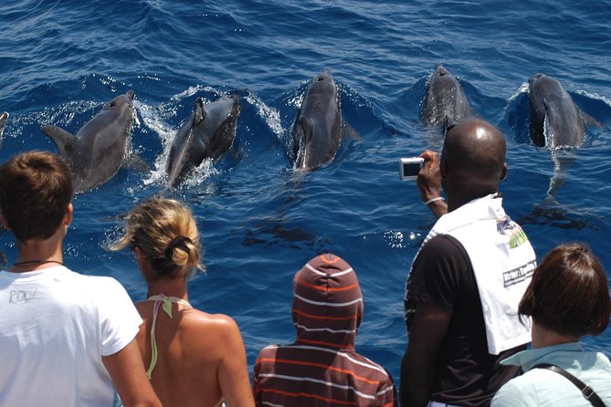 Spirit of the Sea: Cetacean sighting in Gran Canaria - The Itinerary: What to Expect