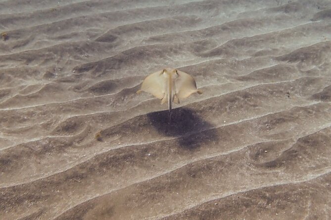 SSI Open Water, South Tenerife - What the Reviews Reveal