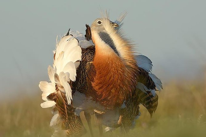 Steppe bird watching in La Mancha Toledana - The Experience in Practice