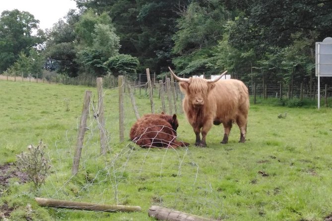 Stirling Castle, Hairy Coo's & The Trossachs - Practical Insights and Valuing Your Experience