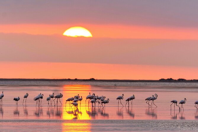 Sunset among flamingos in the Ebro Delta - What to Expect from the Ebro Delta Sunset Tour