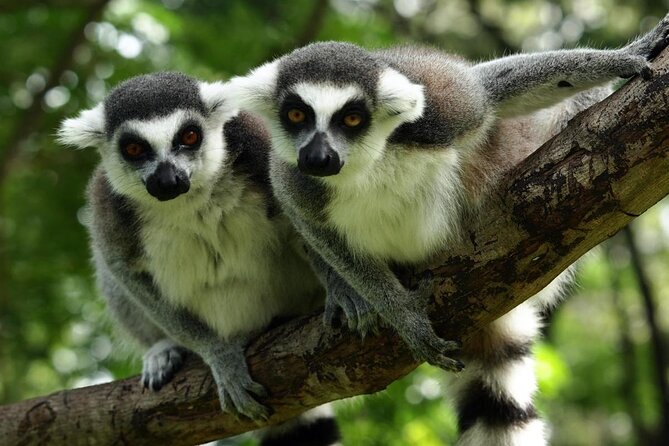 The FoolsCode: EscapeRoom/Sightseeing tour with Actor Tourguide - Authenticity and the Guide Experience