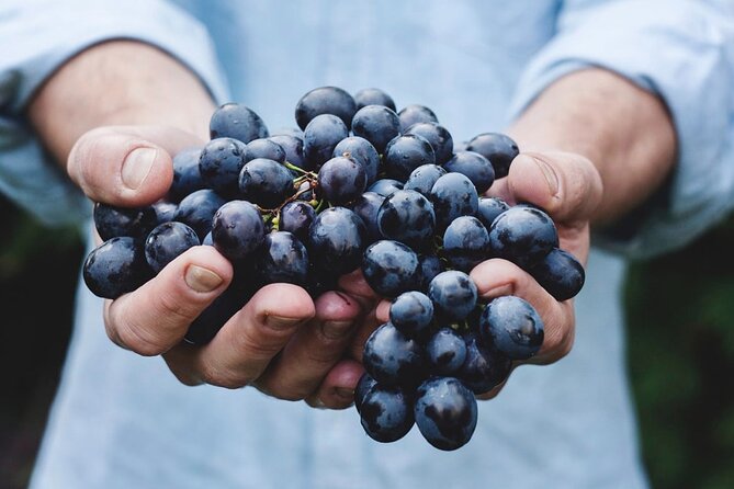 Tour Etna & Wine Tasting - What Travelers Say: Authentic Experiences and Guides