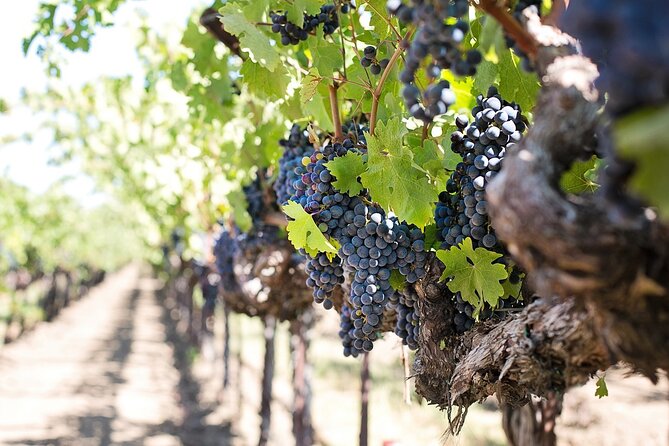 Tour of the Etna cellars, typical lunch and wine tasting