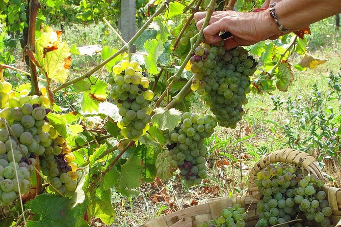 Traditional Cooking Class, Farm Tour & Lunch in the Douro Valley