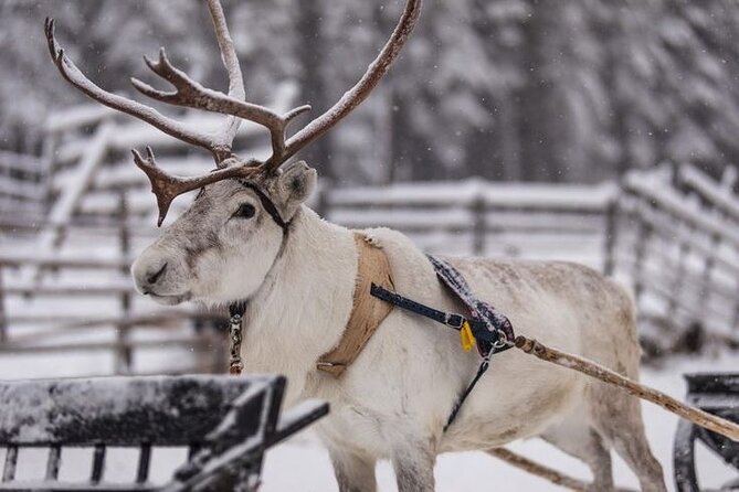 Traditional Reindeer Farm Visit with a Short Sleigh Ride - The Realities: What to Expect and Considerations