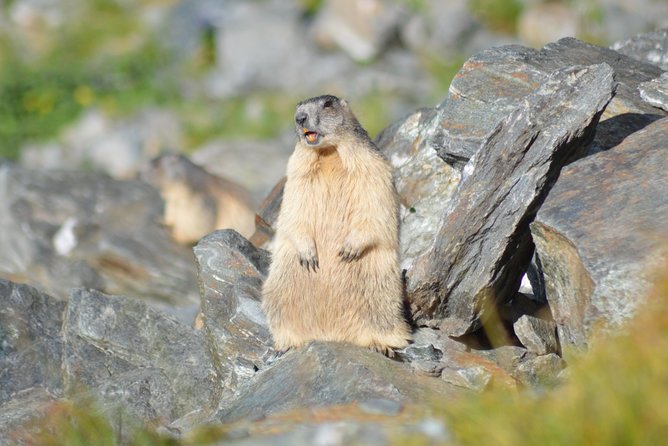 Transfagarasan, Vidraru and Poenari Fortress Tour from Sibiu - FAQ
