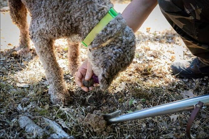 Truffle hunt in Chianti with cooking class and sunset dinner - Who Should Consider This Tour?