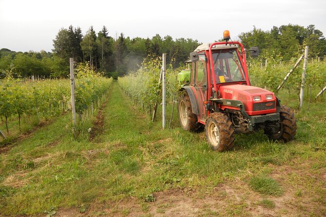 Visit and tasting of 4 D.O.C.wines Fontechiara - The Itinerary in Detail