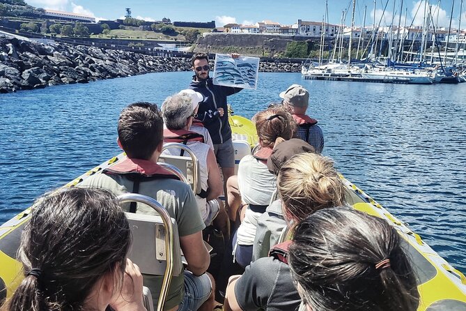 Watching whales and dolphins on Terceira Island